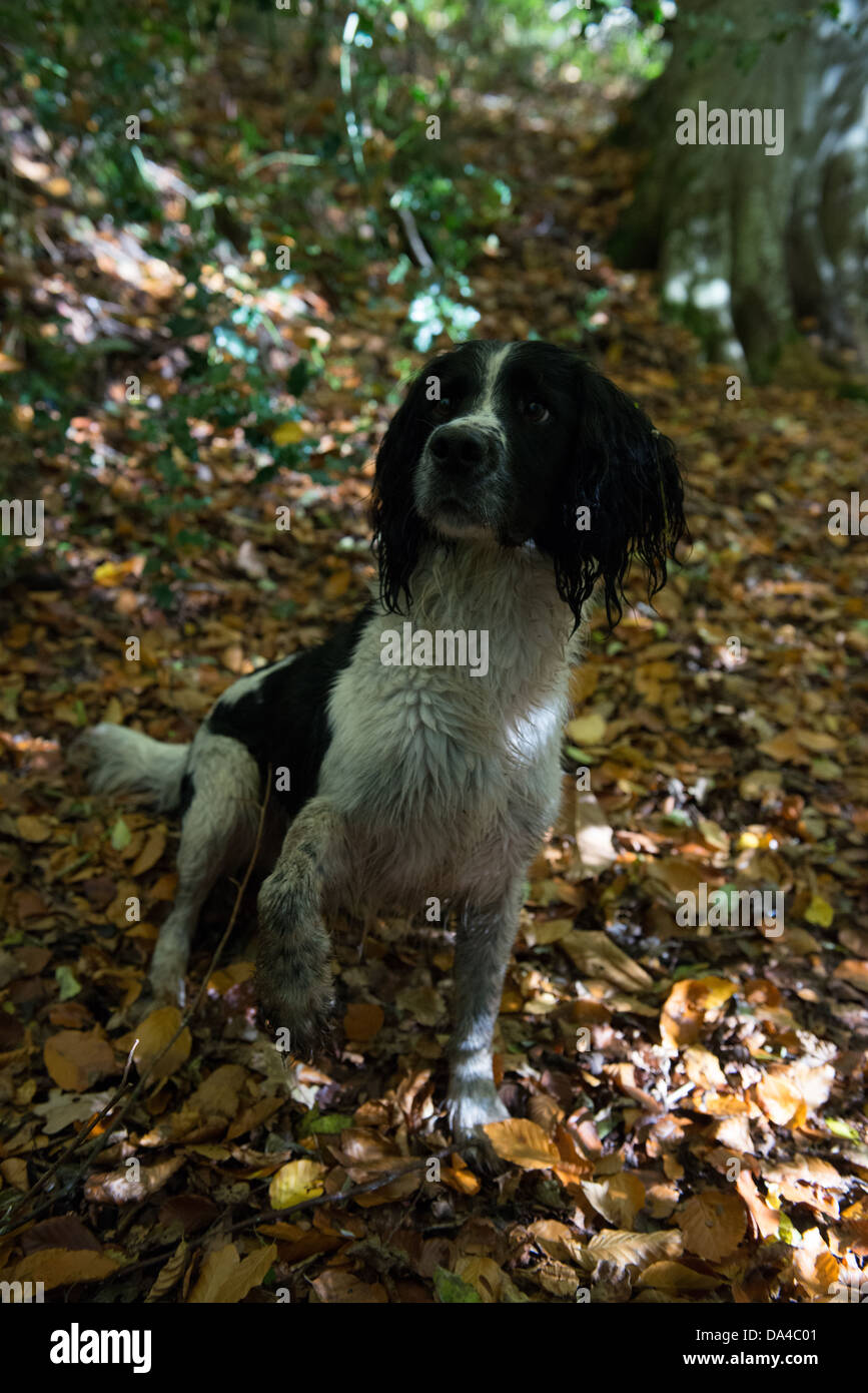 Dog out hunting in forest Stock Photo - Alamy