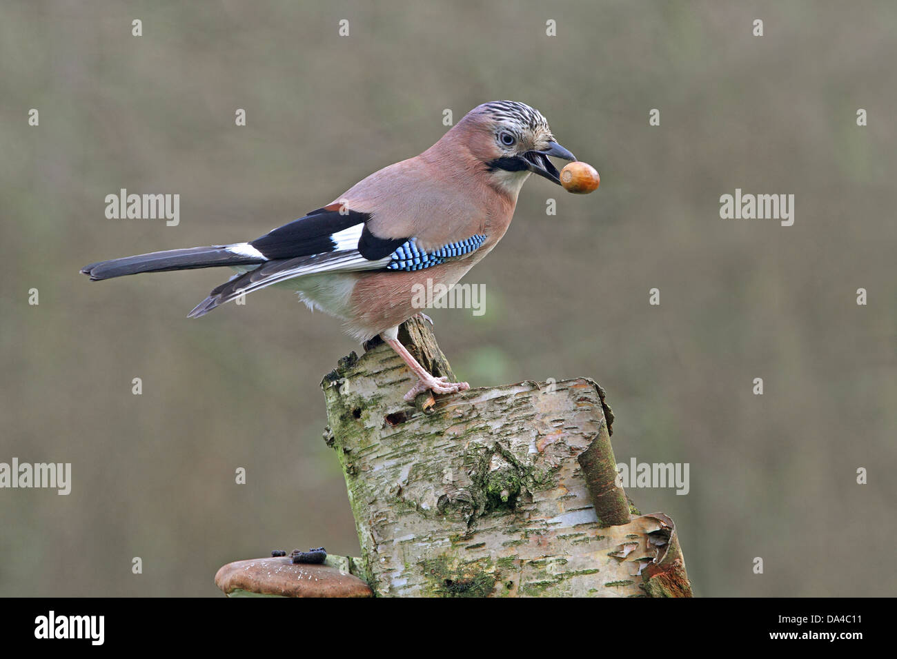 Jay with acorn hi-res stock photography and images - Alamy