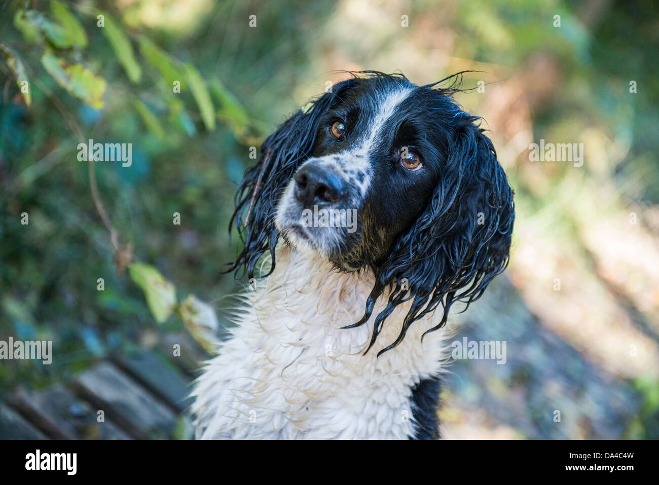 Dog out hunting in forest Stock Photo - Alamy