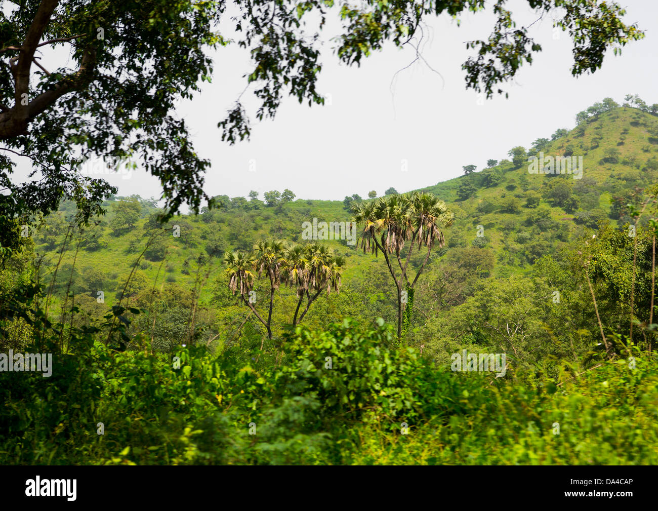 Filfil Forest, Massawa, Eritrea Stock Photo - Alamy