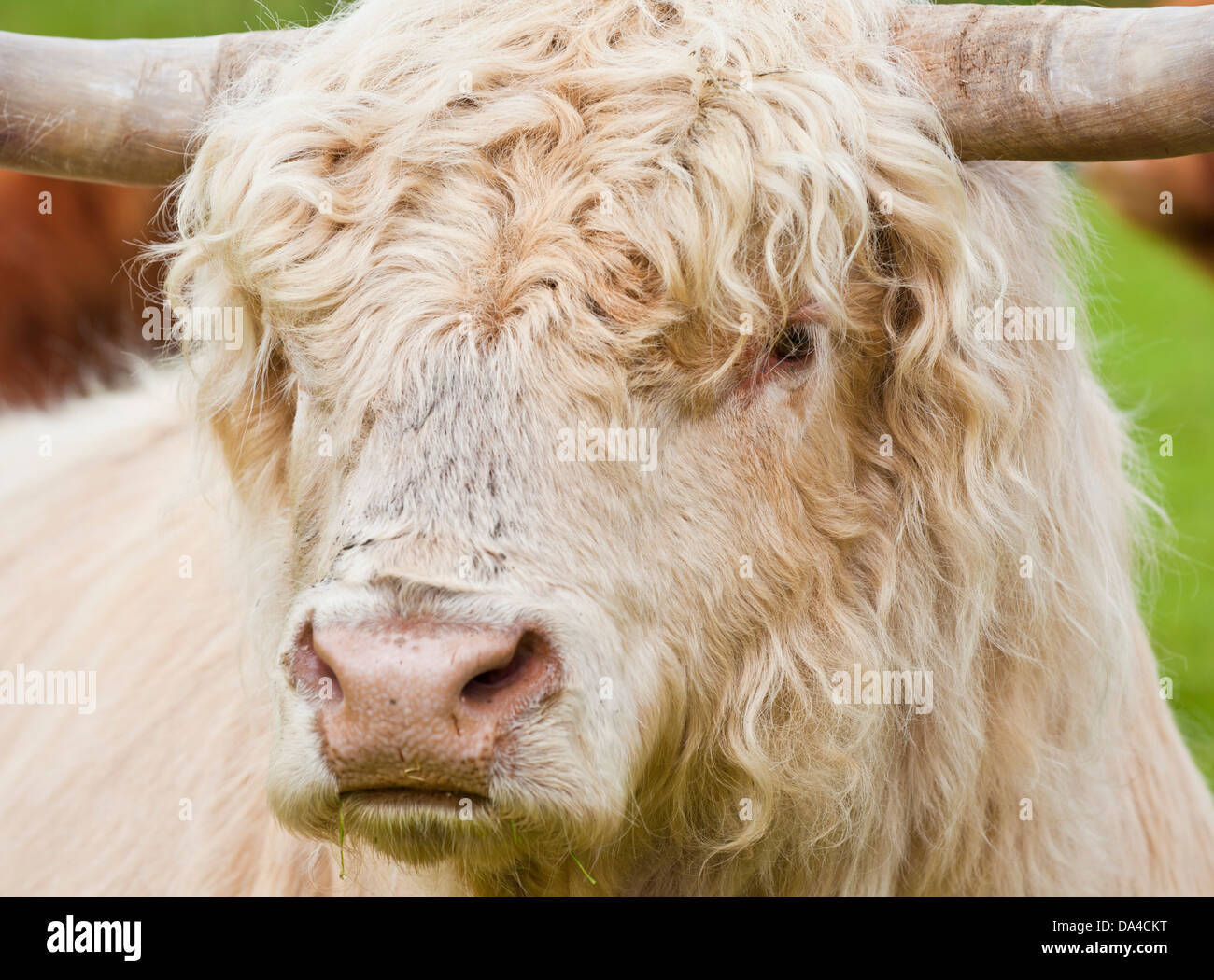 Highland cow close up face Scotland uk gb Stock Photo - Alamy
