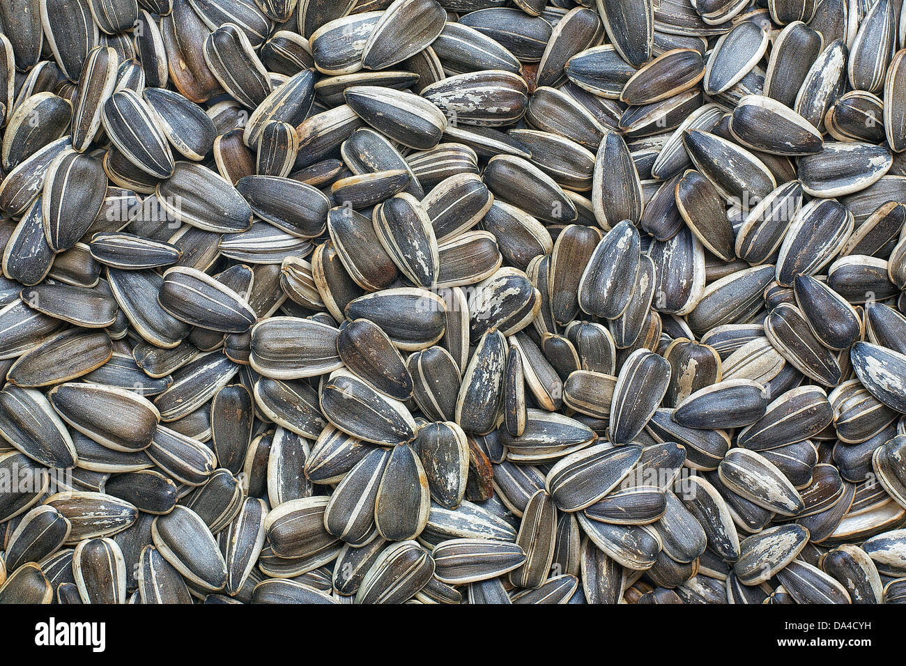 Texture of sunflower seeds Stock Photo - Alamy