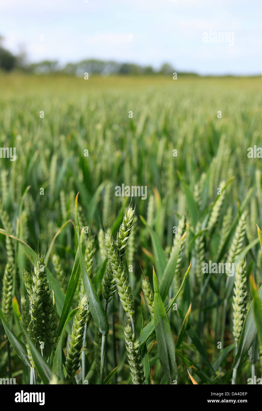 Grain Grains Cereal Growing Farming Agriculture High Resolution Stock ...