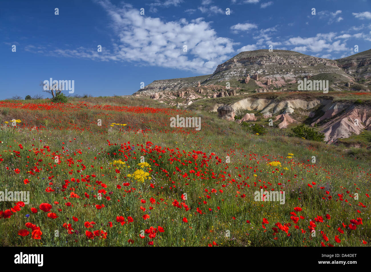 Poppy field in Cappadocia, Turkey Stock Photo - Alamy