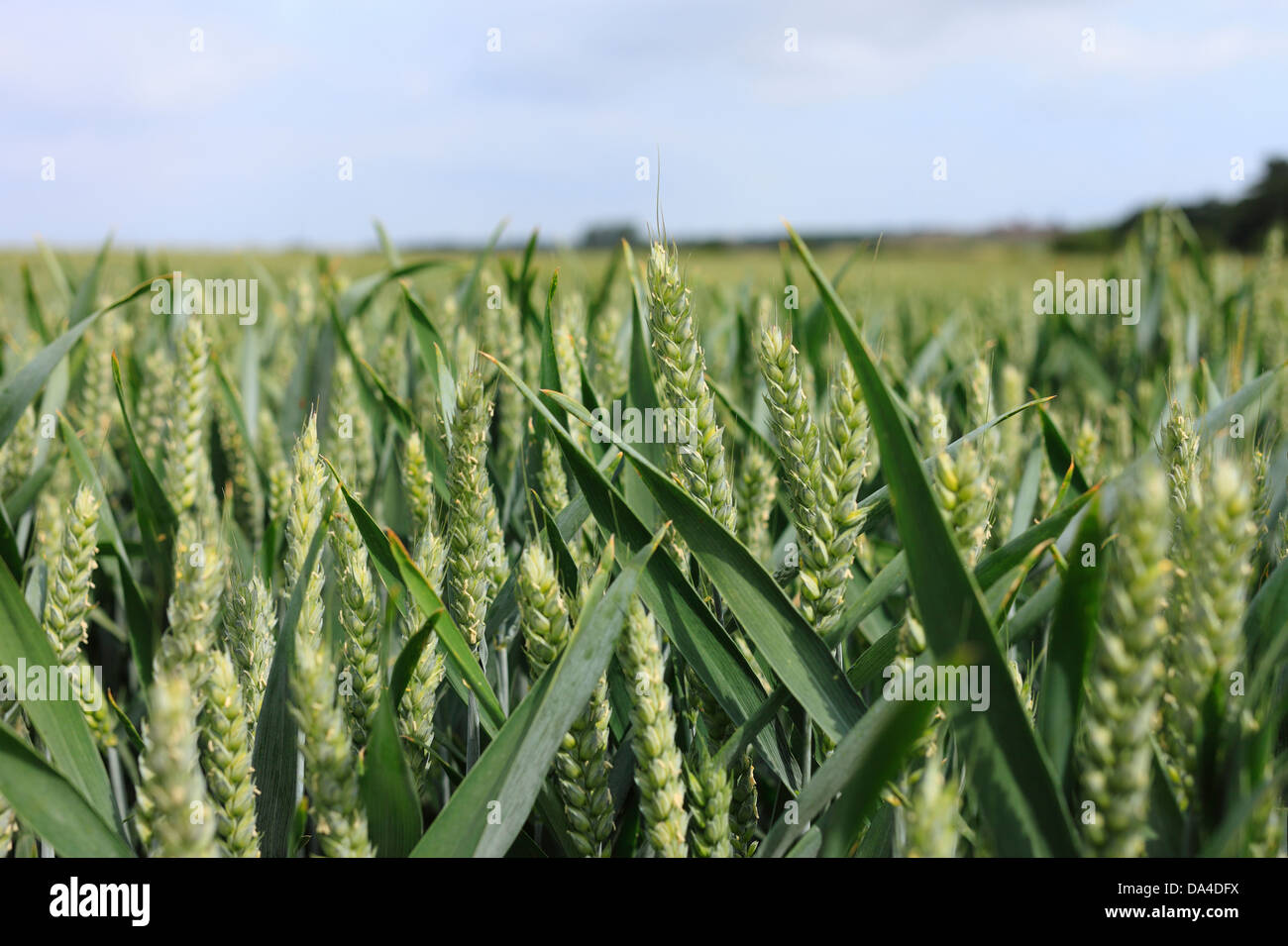 Wheat growing in a field Stock Photo - Alamy