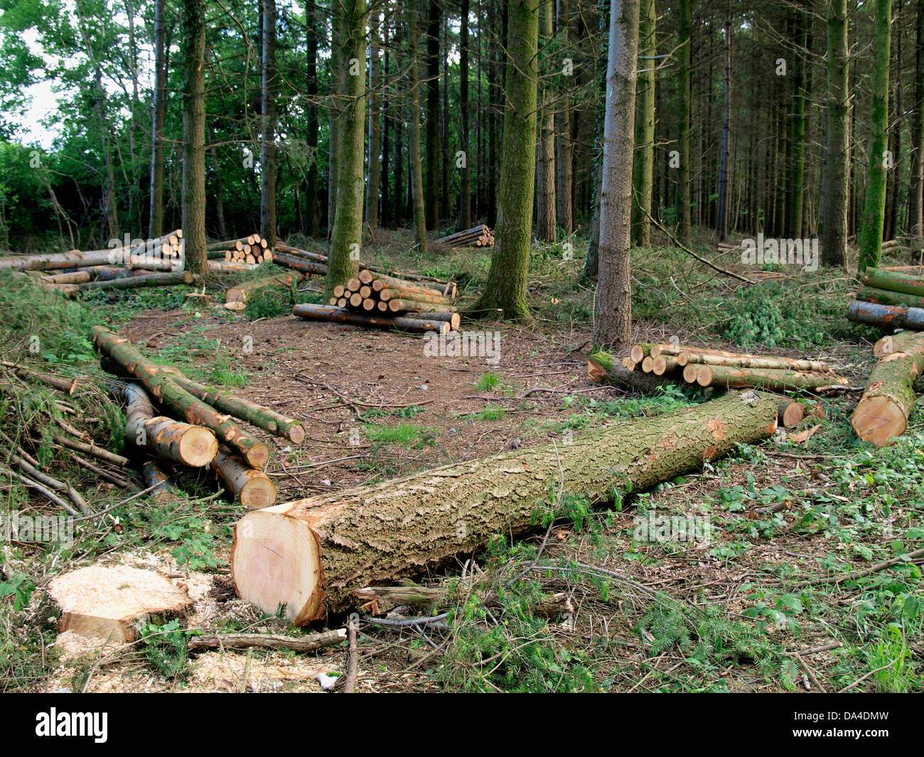 Logging in a pine forest, Devon, UK 2013 Stock Photo - Alamy