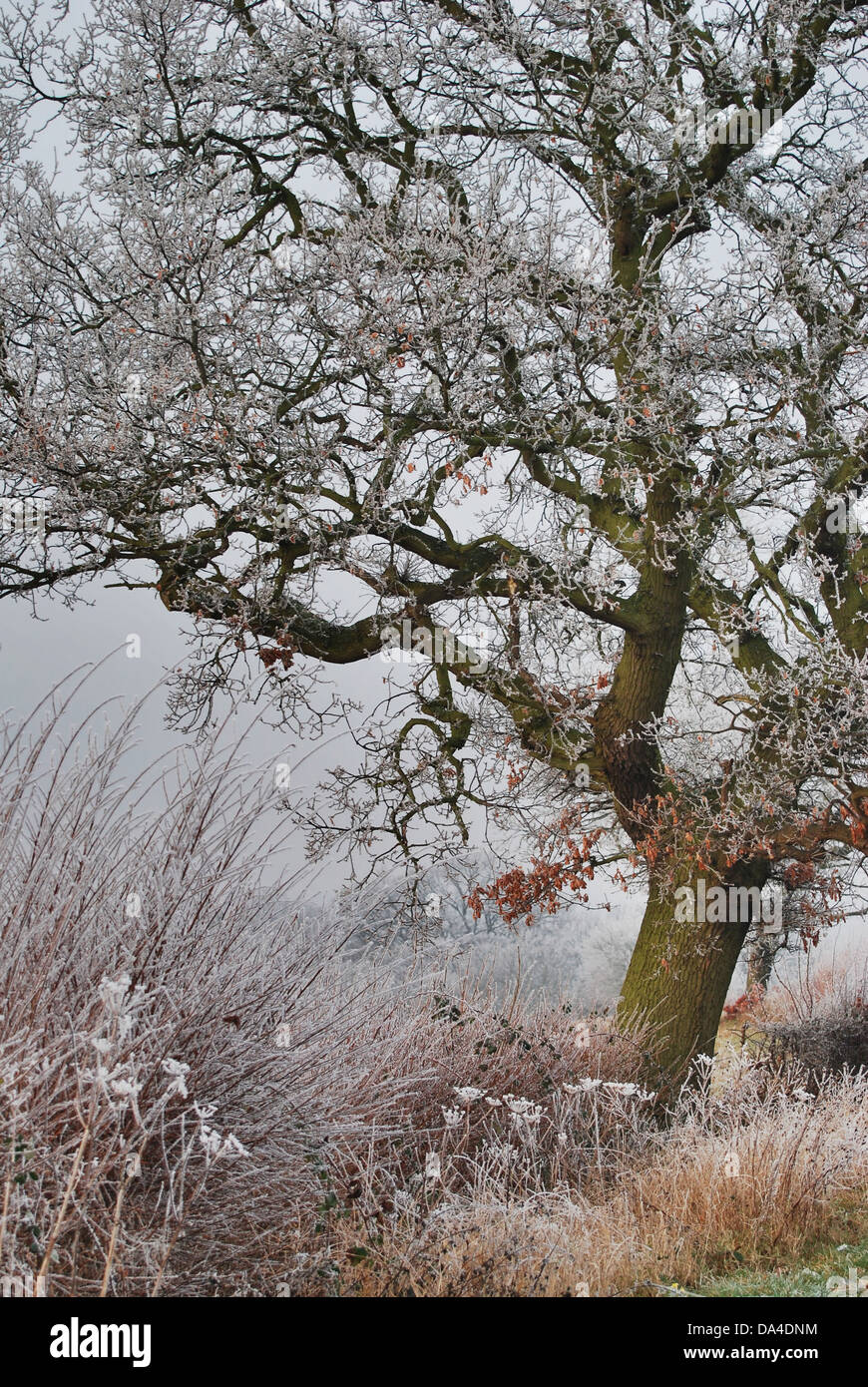 Winter Tree In Heavy Frost Stock Photo - Alamy