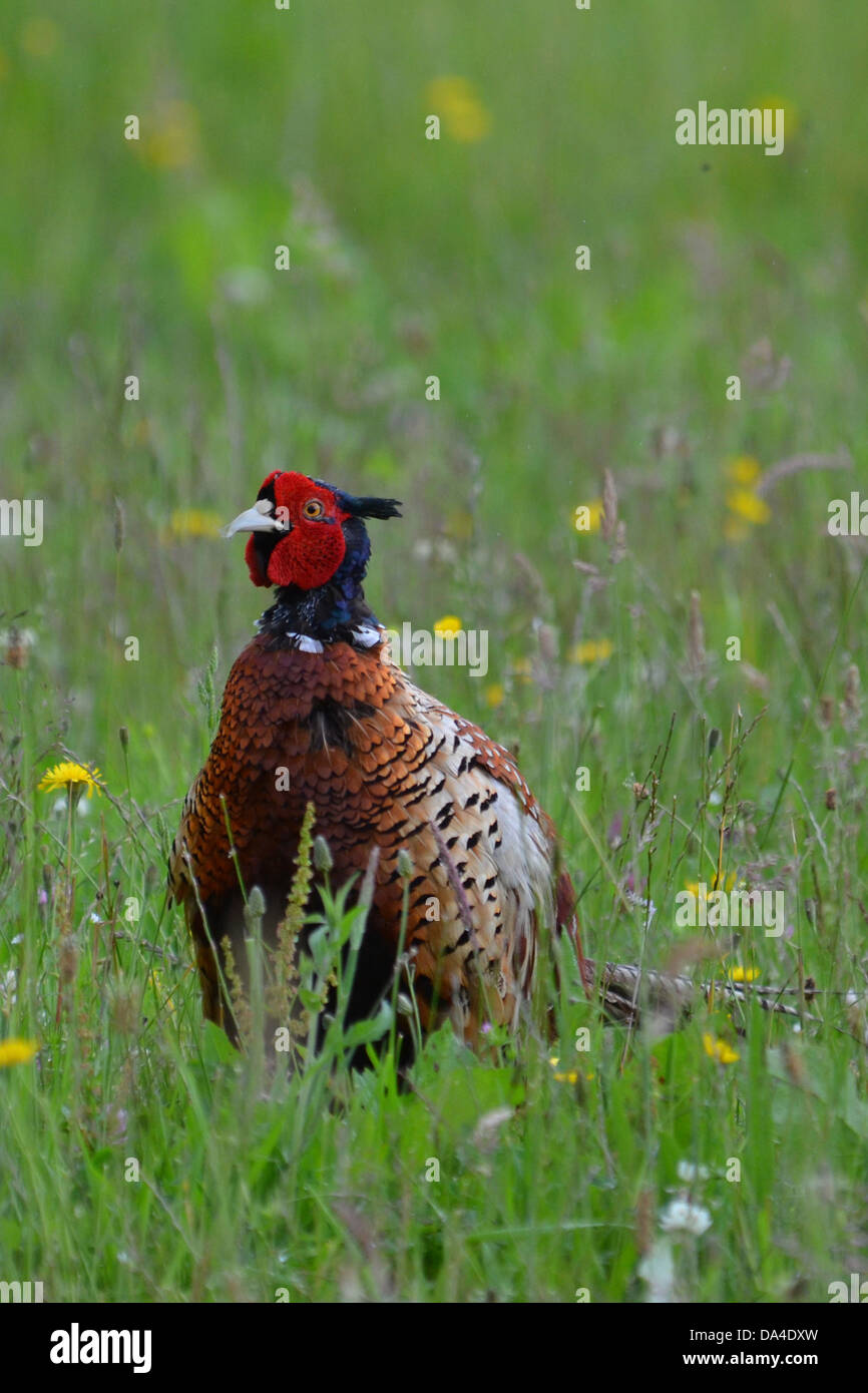 Colourful Pheasant in a Country Field Stock Photo - Alamy