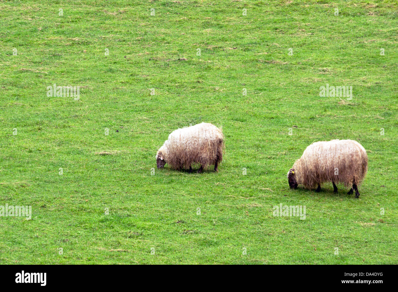 flock of sheep grazing. Basque Country, Spain Stock Photo - Alamy