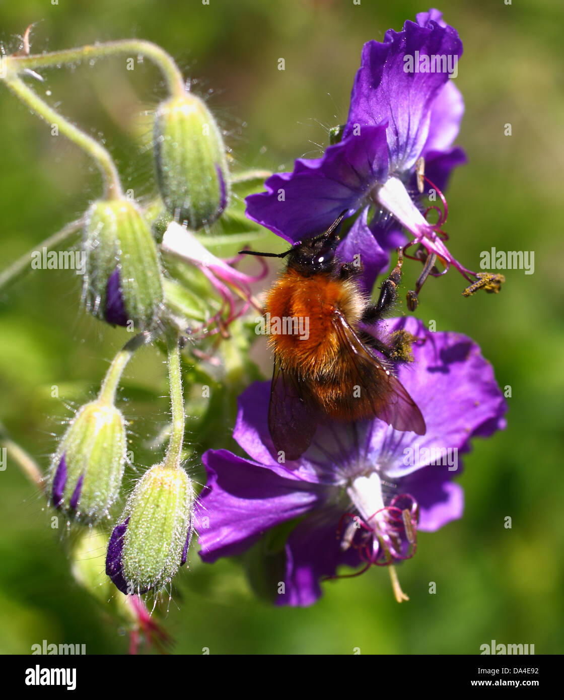 Bee collecting Pollen Stock Photo - Alamy