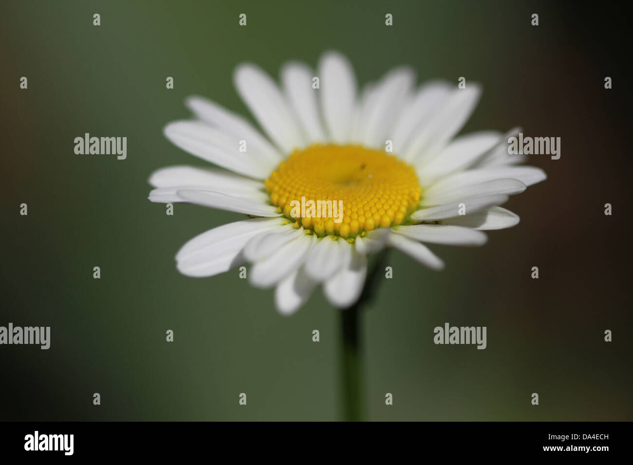bloom of daisy wheel Stock Photo - Alamy