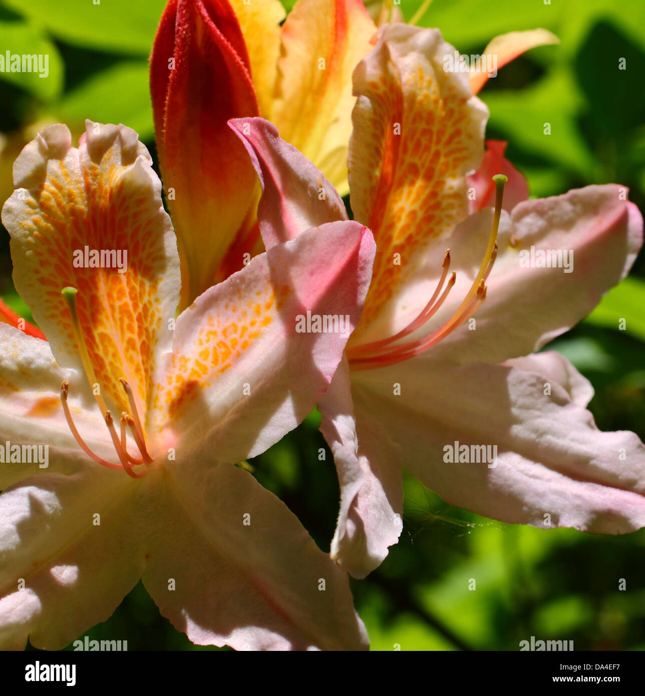 Orange and Yellow Rhododendron in full bloom Stock Photo - Alamy
