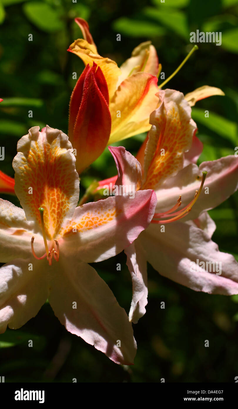 Orange and Yellow Rhododendron in full bloom Stock Photo - Alamy