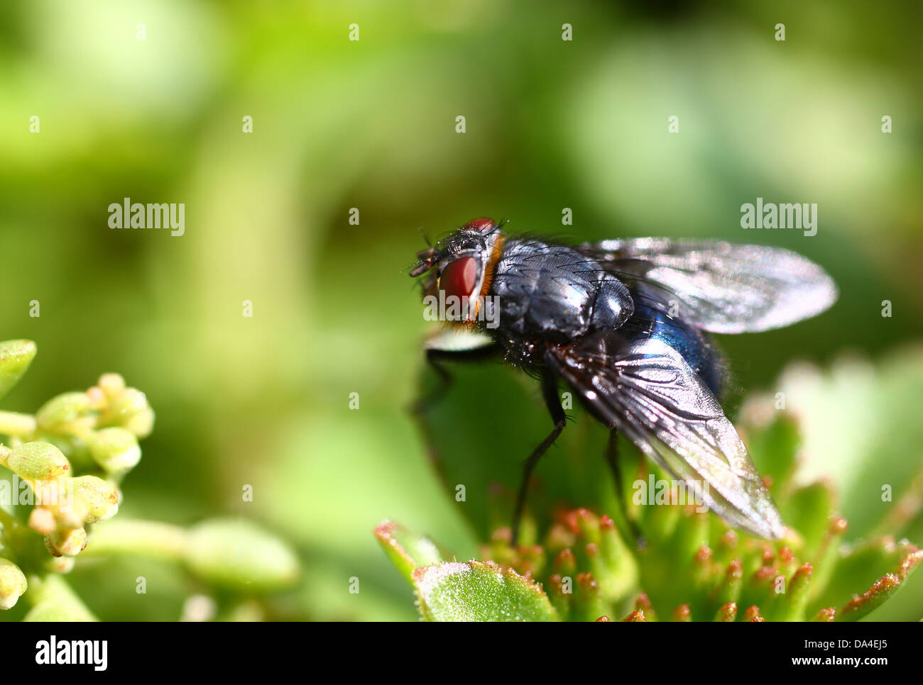 Garden flies hi-res stock photography and images - Alamy