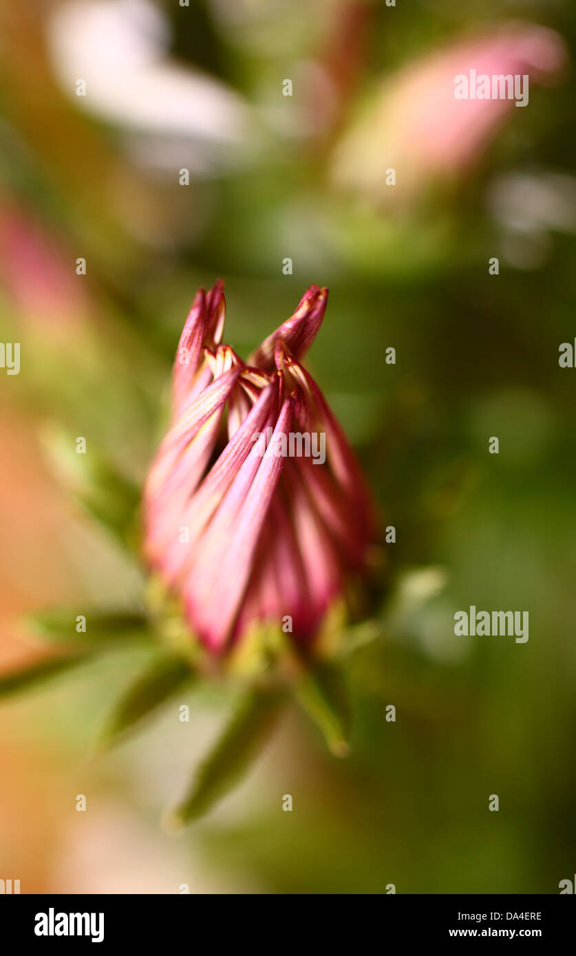Cape daisy in bud Stock Photo - Alamy