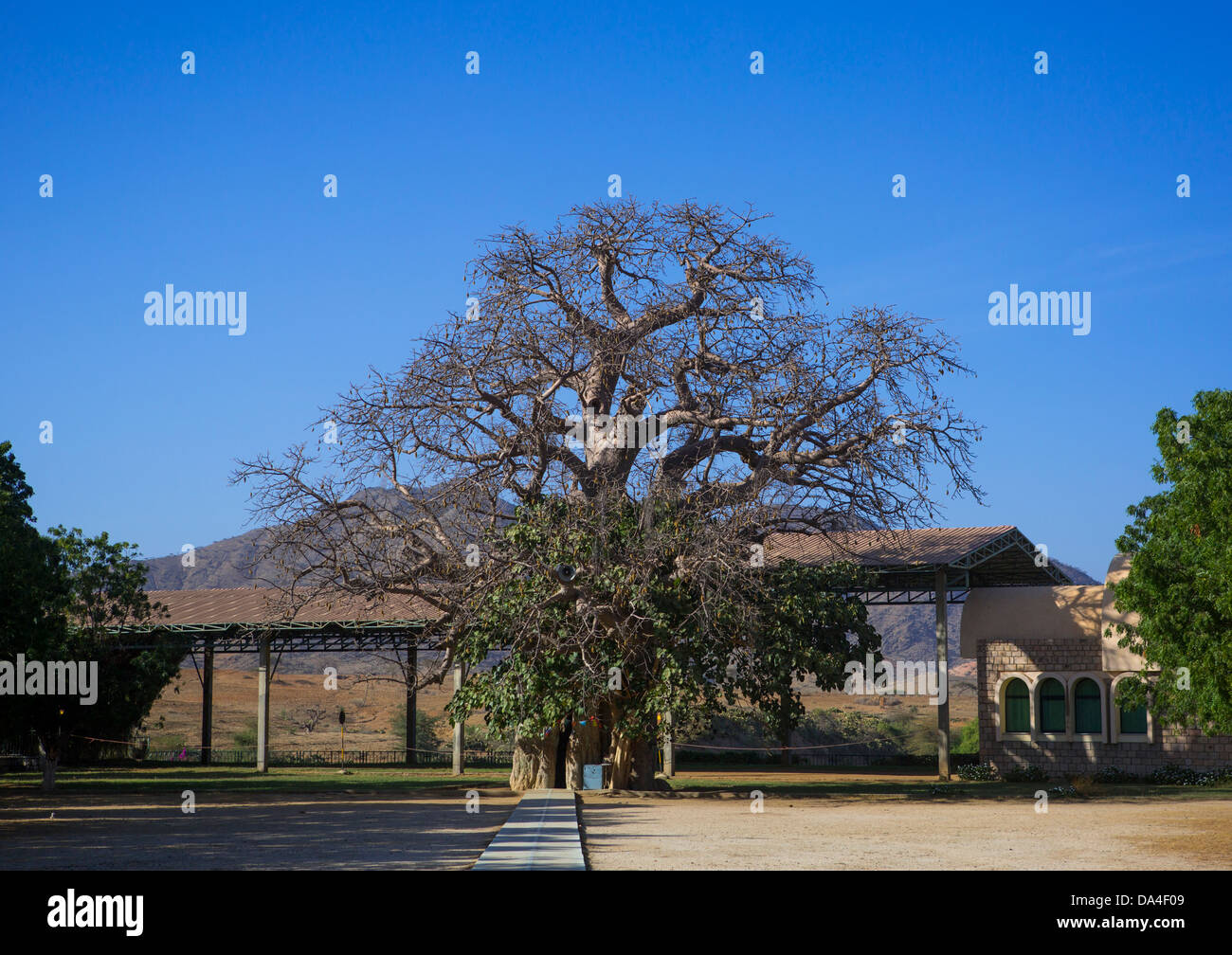 Baobab At Mariam Dearit, Keren, Eritrea Stock Photo - Alamy