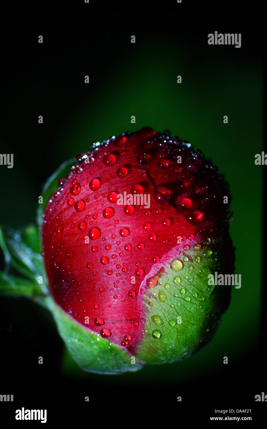 Budding peony hi-res stock photography and images - Alamy