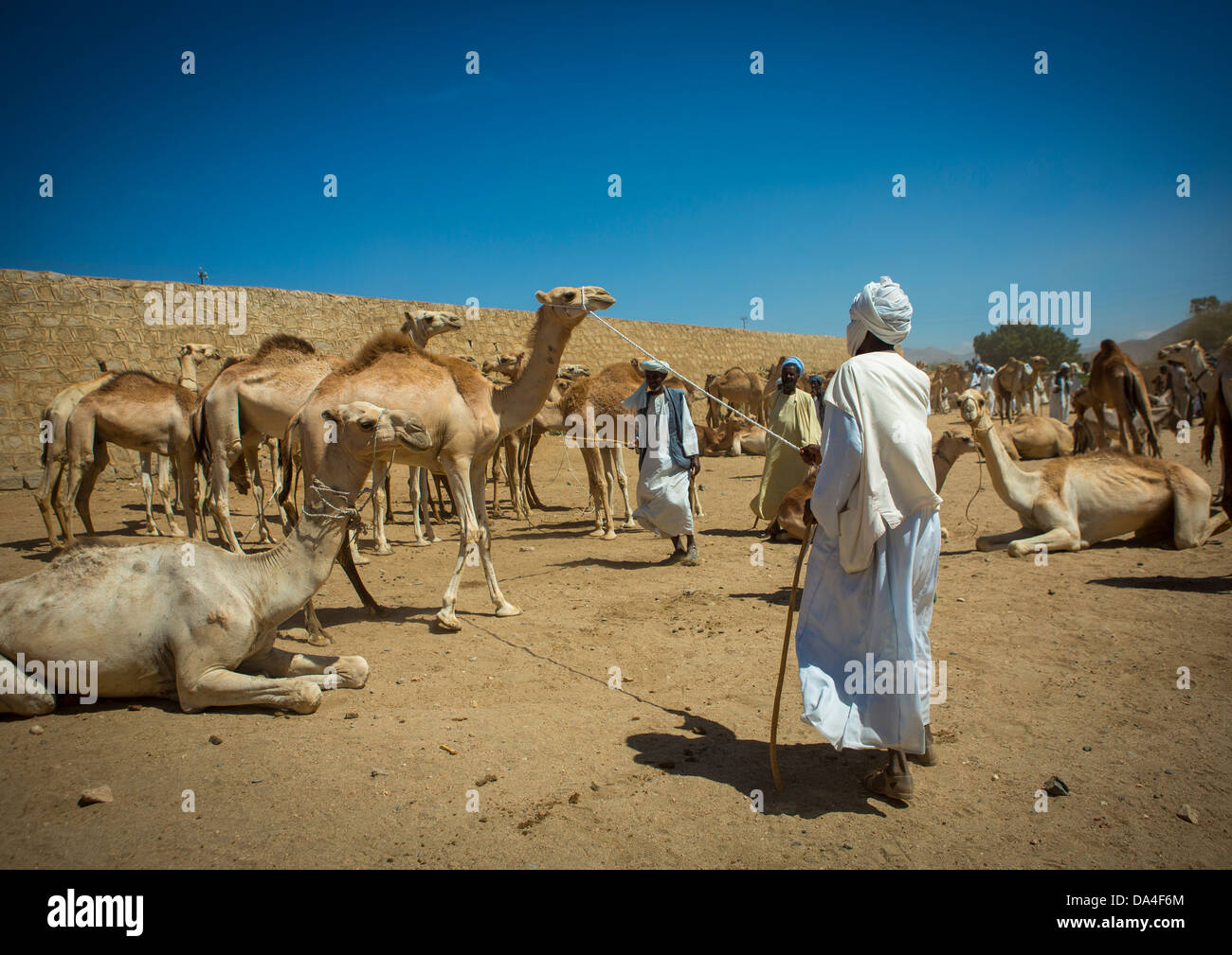 Monday Camel Market, Keren, Eritrea Stock Photo - Alamy
