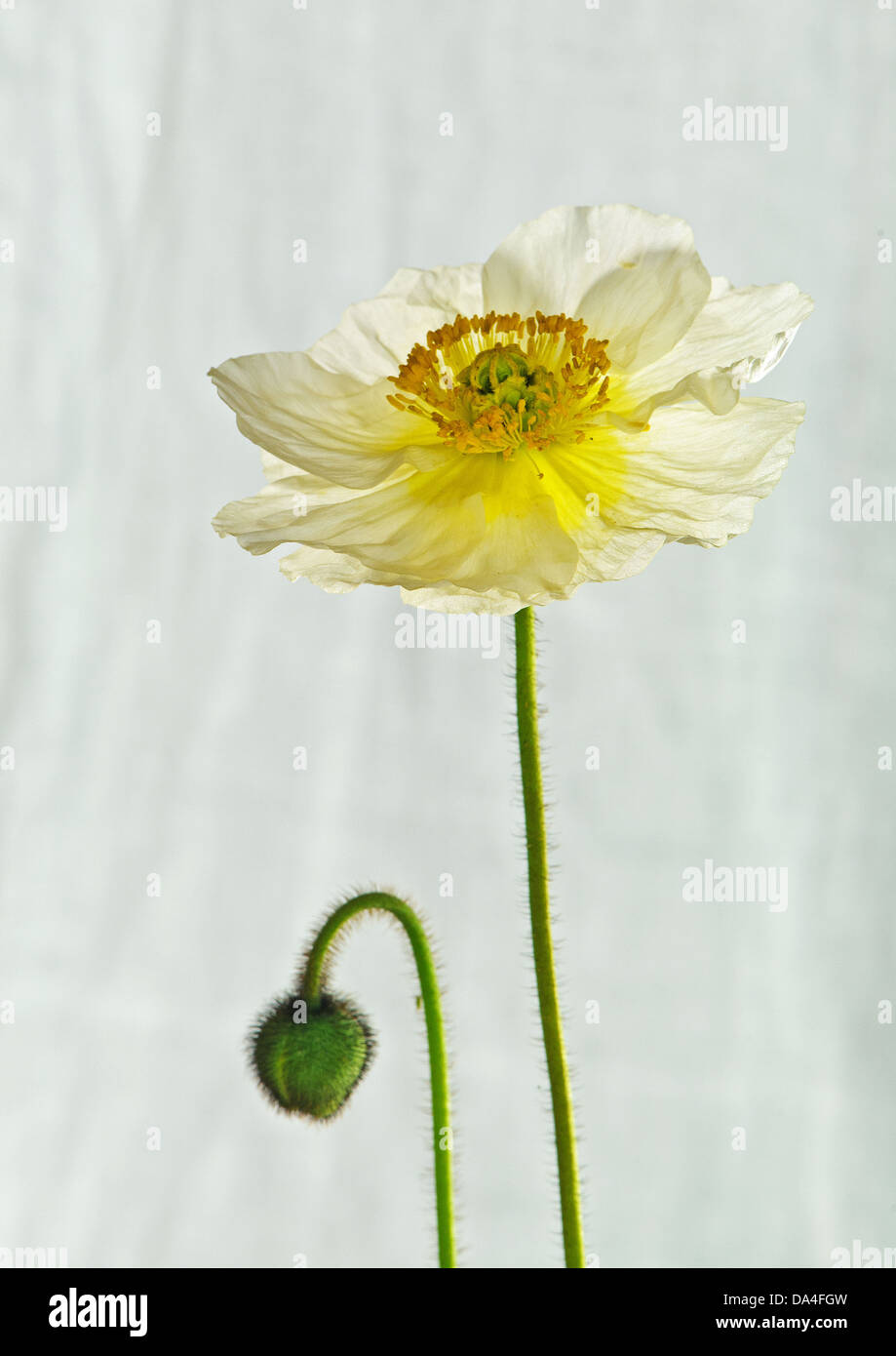 Icelandic poppy hi-res stock photography and images - Alamy