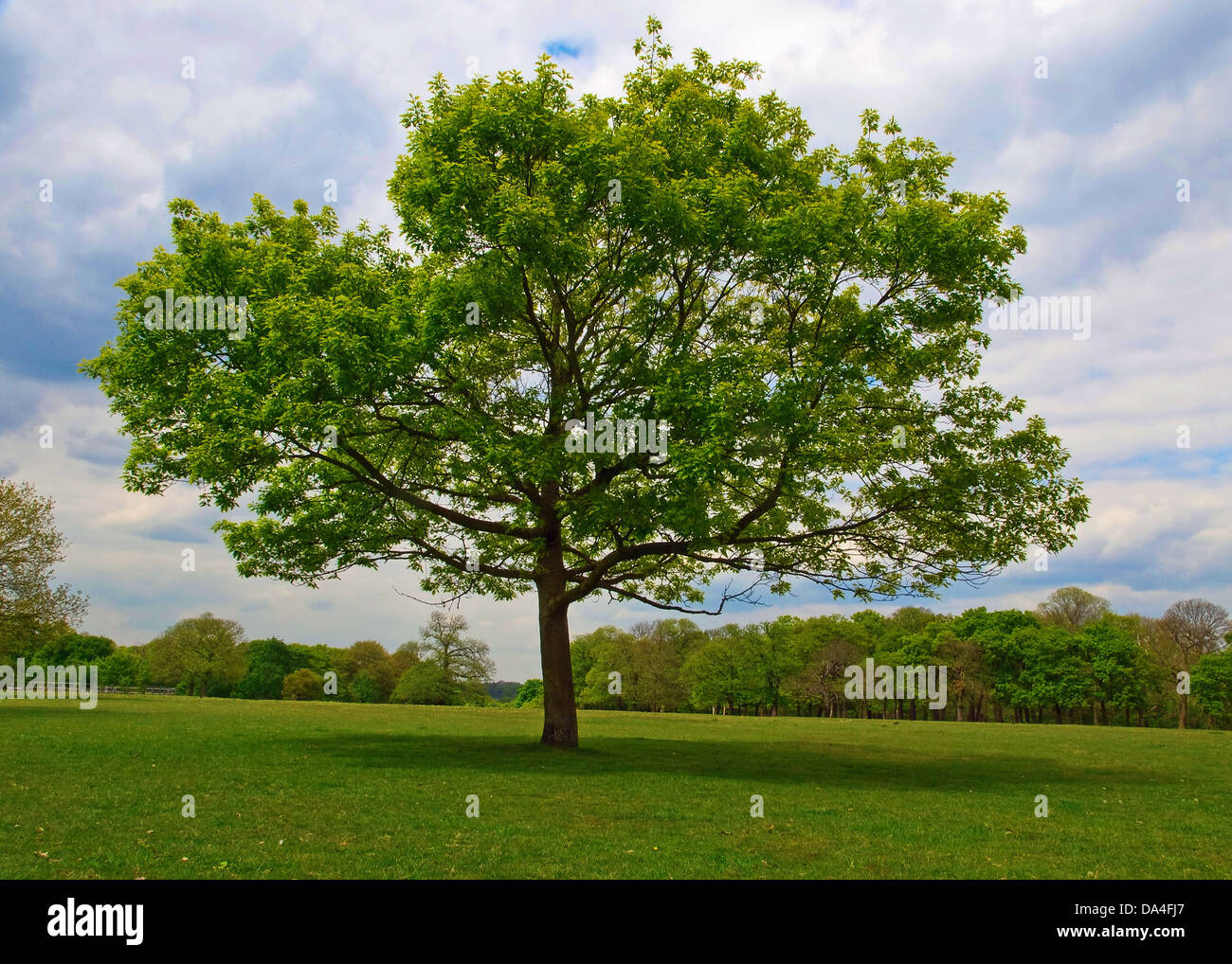 Ash tree hi-res stock photography and images - Alamy