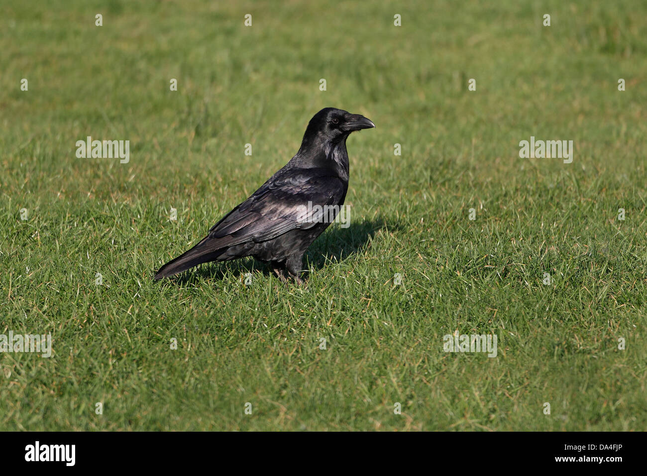 Carrion wales hi-res stock photography and images - Alamy