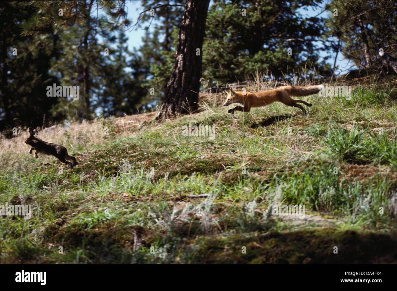 Fox chasing rabbit hi-res stock photography and images - Alamy