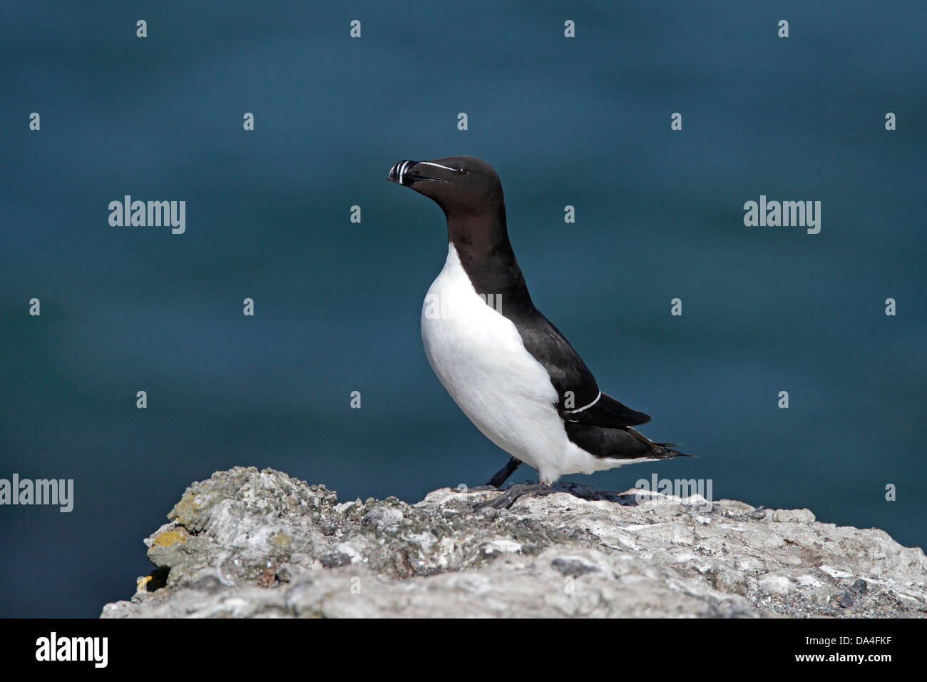 Razorbill (Alca torda) on clifftop, Puffin Island, North Wales, UK ...