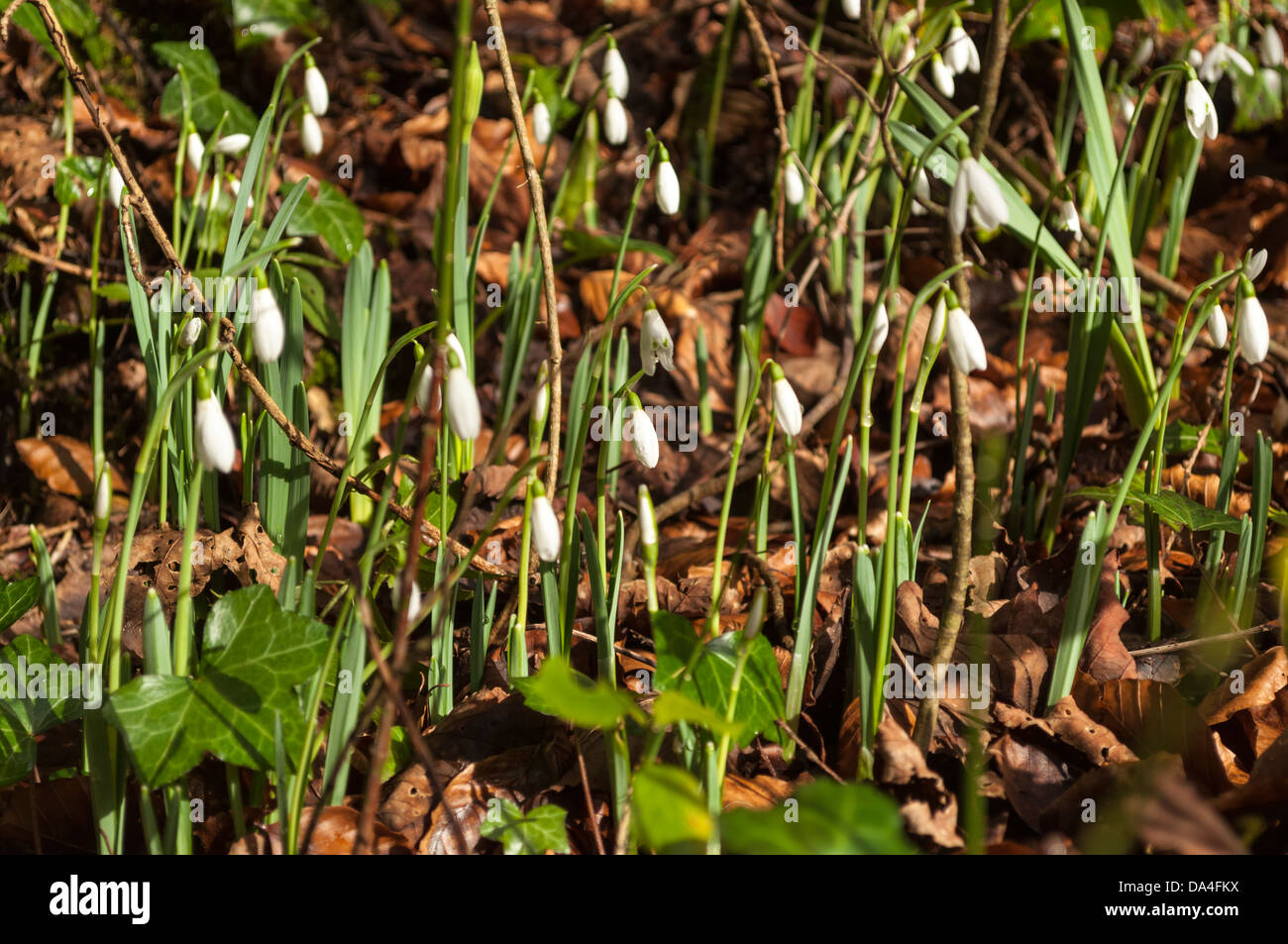 Buds snowdrops hi-res stock photography and images - Alamy