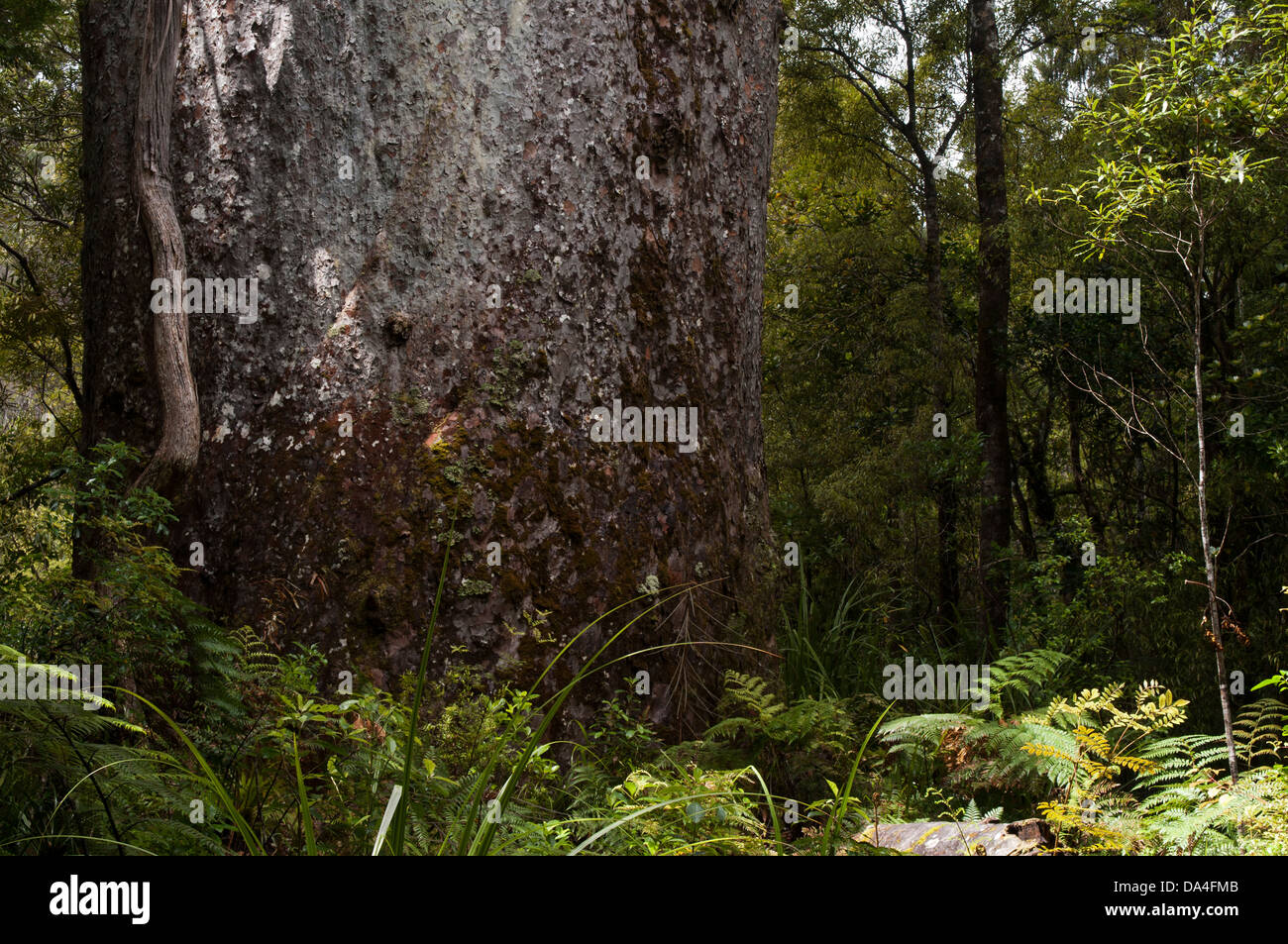 Kauri is a coniferous tree of Araucariaceae in the genus Agathis native ...