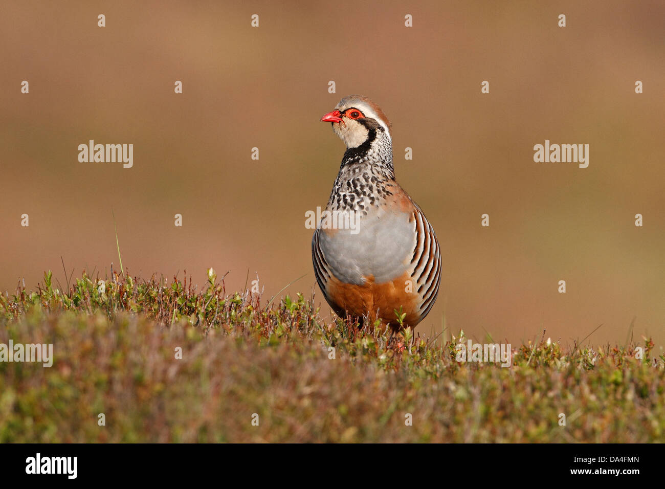 Red legged partridge moorland hi-res stock photography and images - Alamy