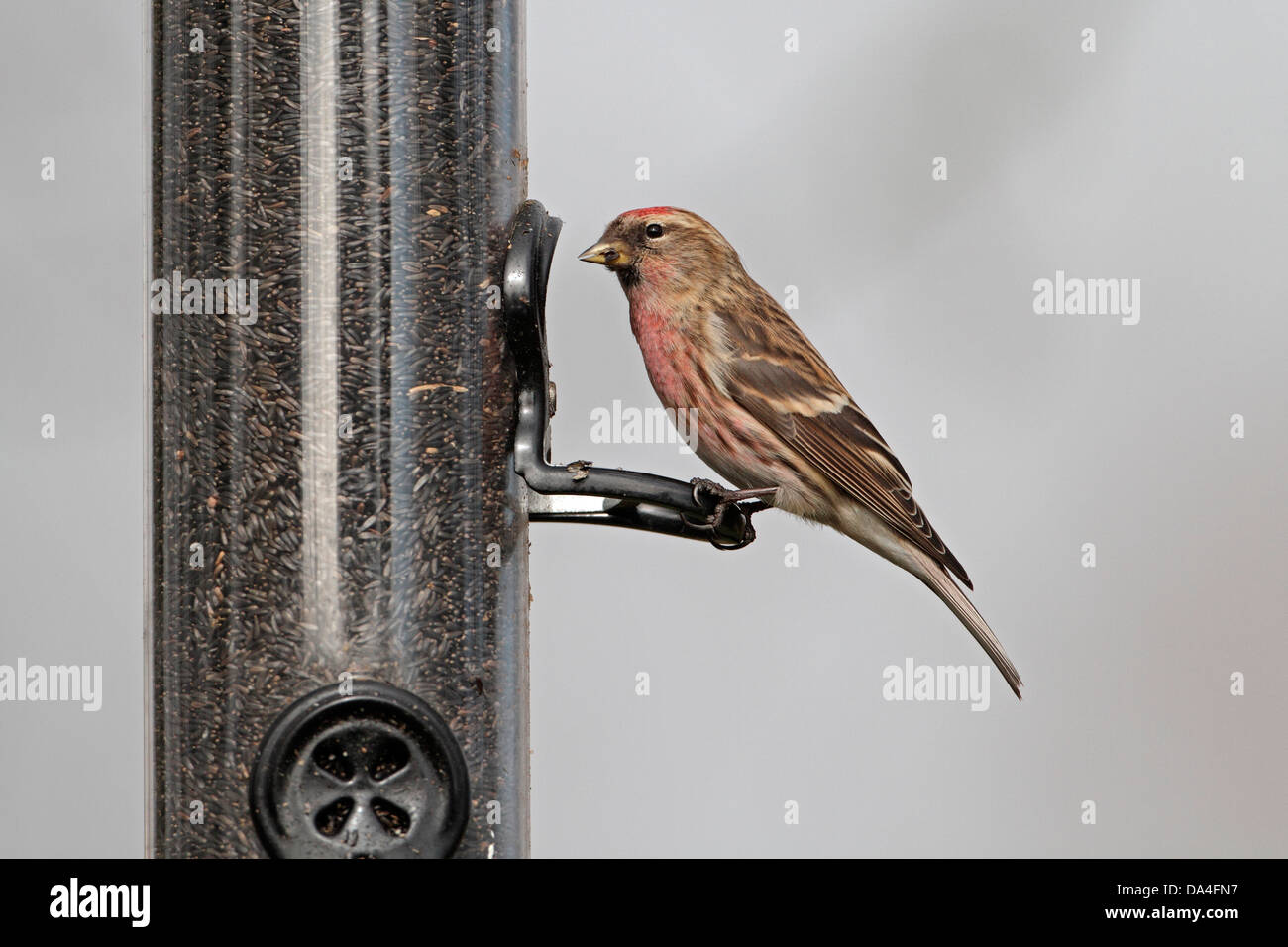 Male Lesser Redpoll (Carduelis flammea cabaret) feeding on Niger seed ...