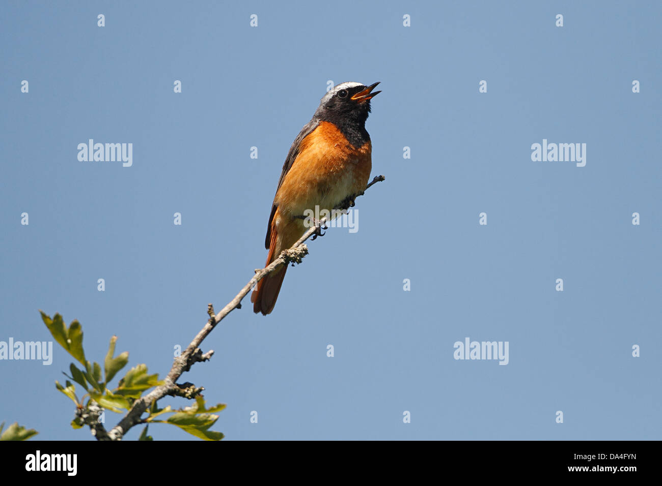 Male Common Redstart (Phoenicurus phoenicurus) singing at top of tree ...
