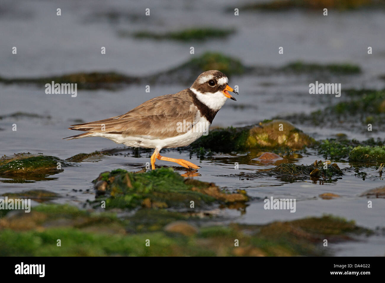 Ringed Plover (Charadrius hiaticula) calling on beach in evening light ...