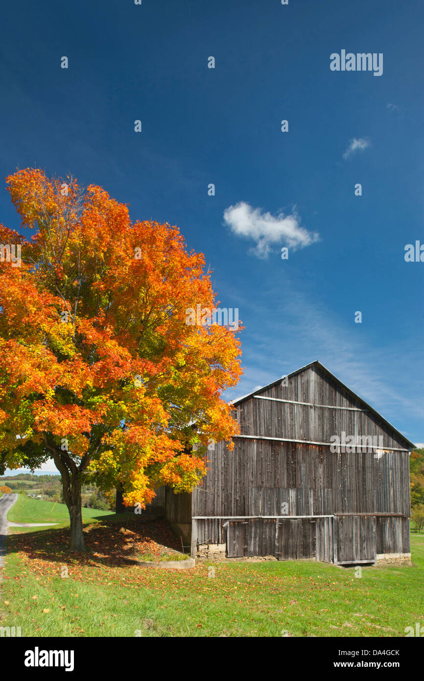 Fall foliage trees indiana county hi-res stock photography and images ...