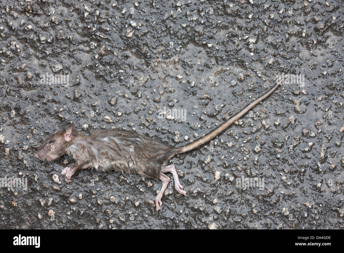 Dead rat, Georgetown, Penang, Malaysia Stock Photo - Alamy