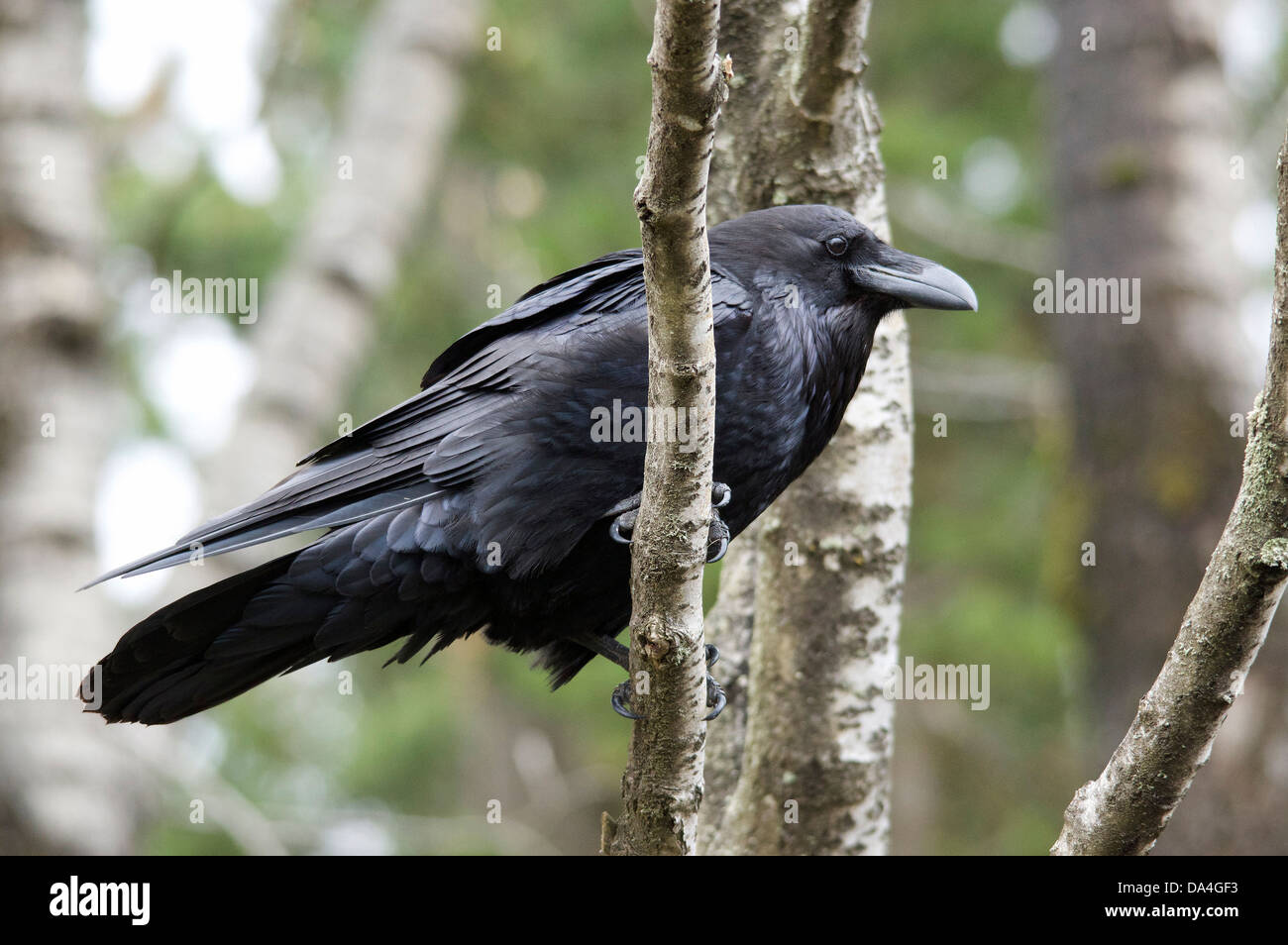 Raven in a tree Stock Photo - Alamy