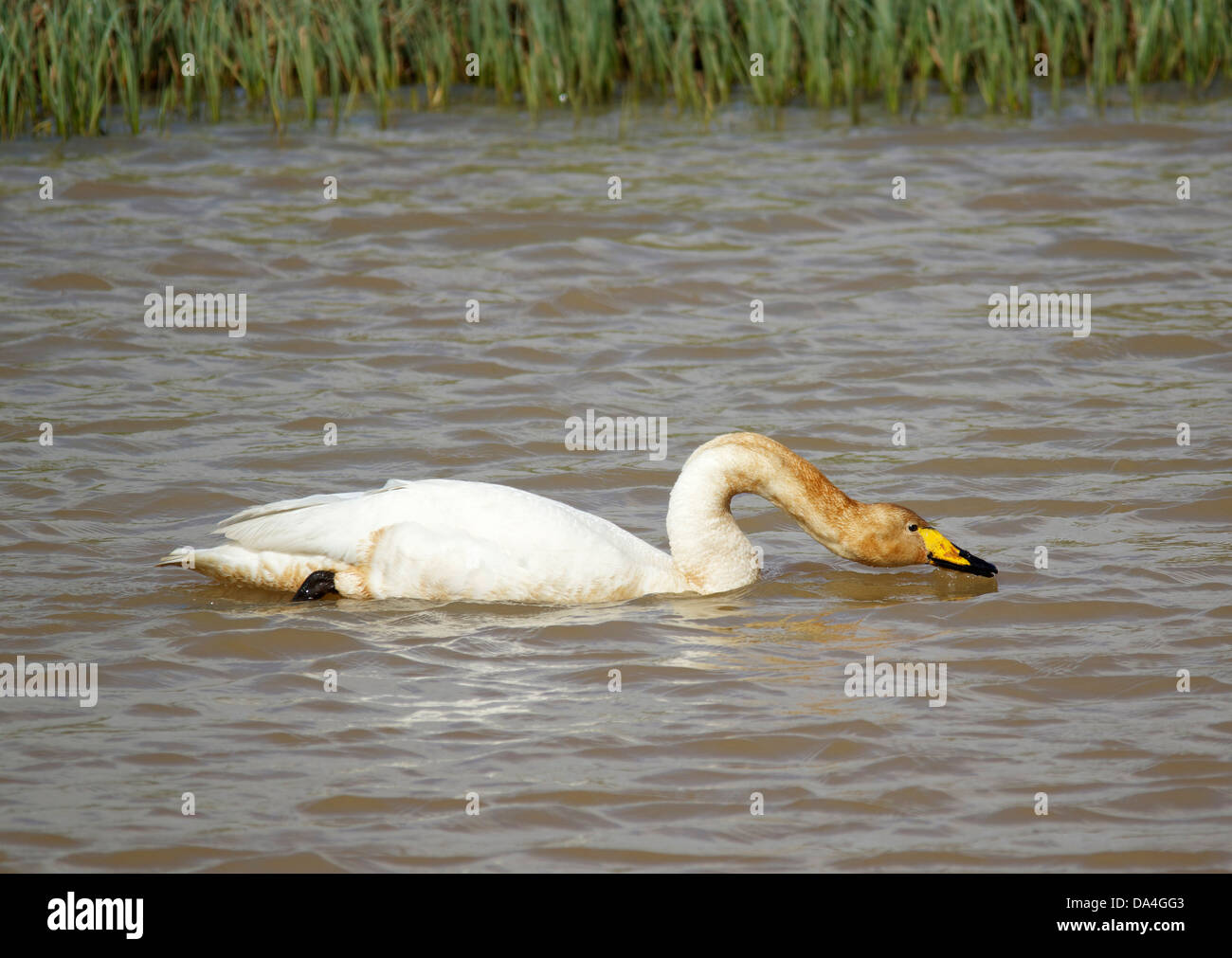 Wild swan feeding in a river Stock Photo - Alamy