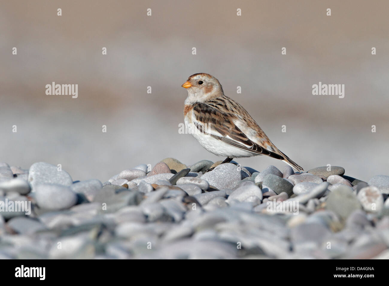 Female snow bunting hi-res stock photography and images - Alamy