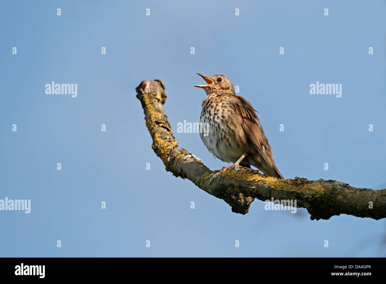 High in tree hi-res stock photography and images - Alamy