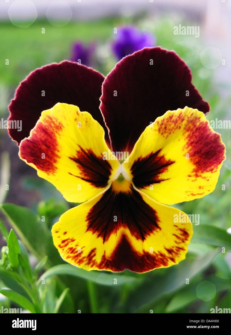 Pansy flower hi-res stock photography and images - Alamy