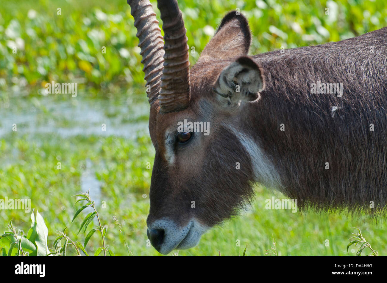 Close-up of a male Waterbuck Stock Photo - Alamy