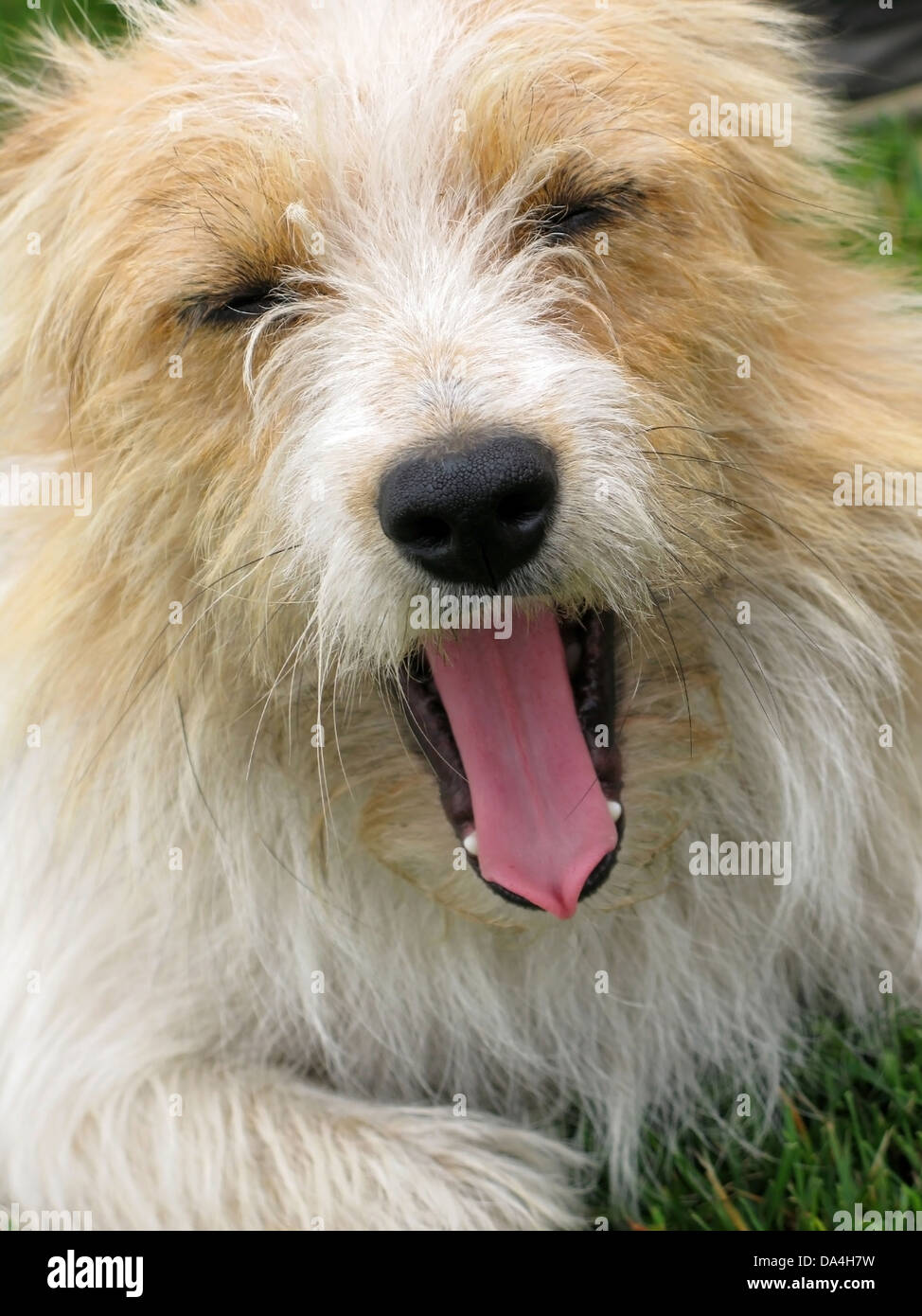 Grey dog with yellow eyes hi-res stock photography and images - Alamy