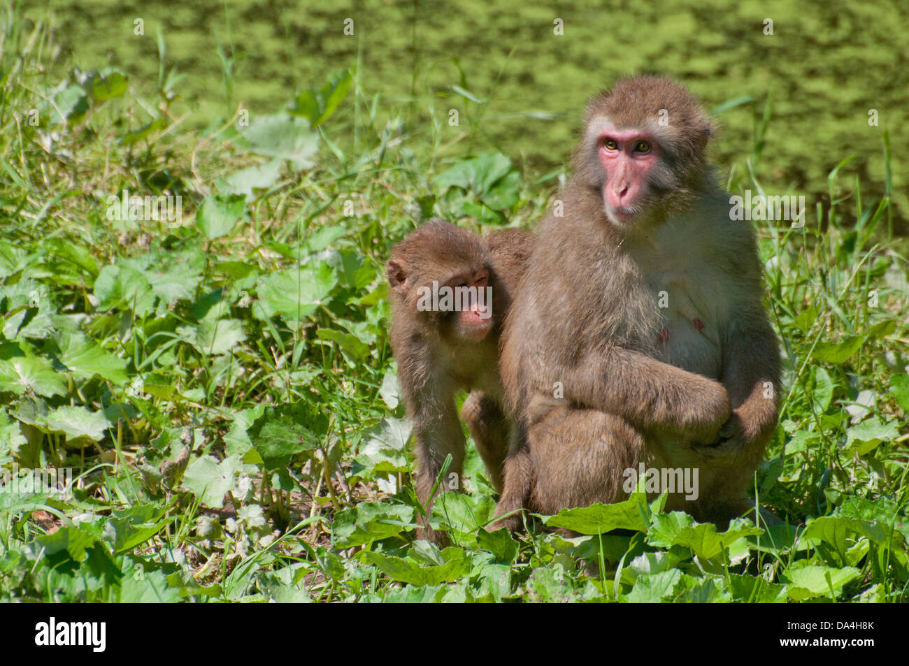 Japanese macaque macaca fuscata mother hi-res stock photography and ...