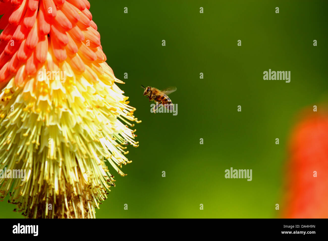 honey bee in flight Stock Photo - Alamy