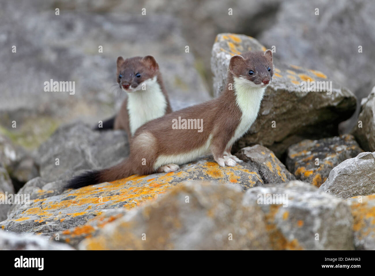 Stoat (Mustela erminea) young on rocks on banks of river estuary North ...