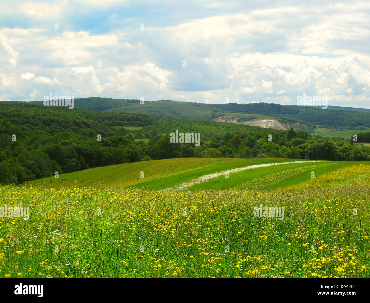 field of spring flowers Stock Photo - Alamy