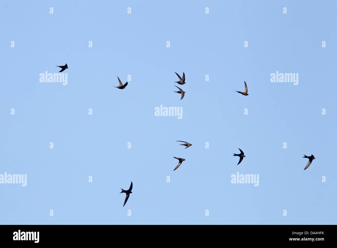 Common Swifts (Apus apus) in flight Wirral Merseyside UK July 7360 ...