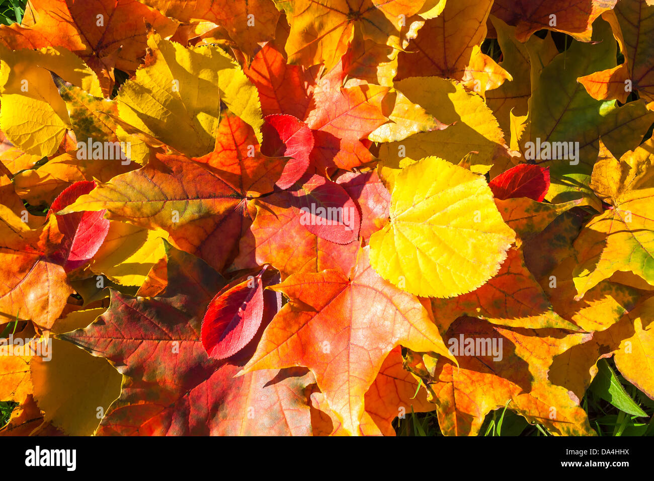 Background from multi-colored autumn leaves Stock Photo - Alamy