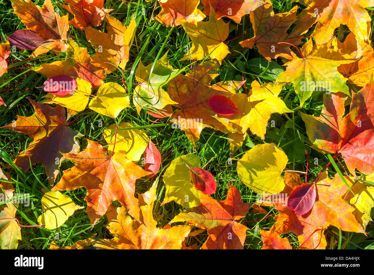 Background from multi-colored autumn leaves Stock Photo - Alamy