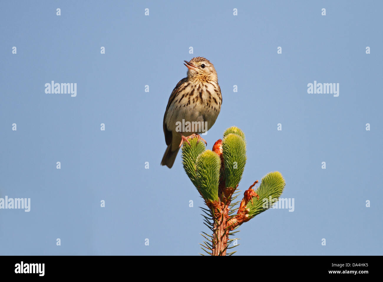 Tree pipit singing uk hi-res stock photography and images - Alamy